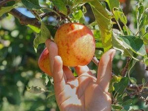 Best Apple Orchards in Northern NJ | The TV Traveler